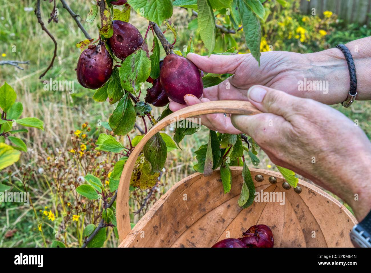 Woman filling trug with plums, Prunus domestica 'Burbank Giant Prune ...