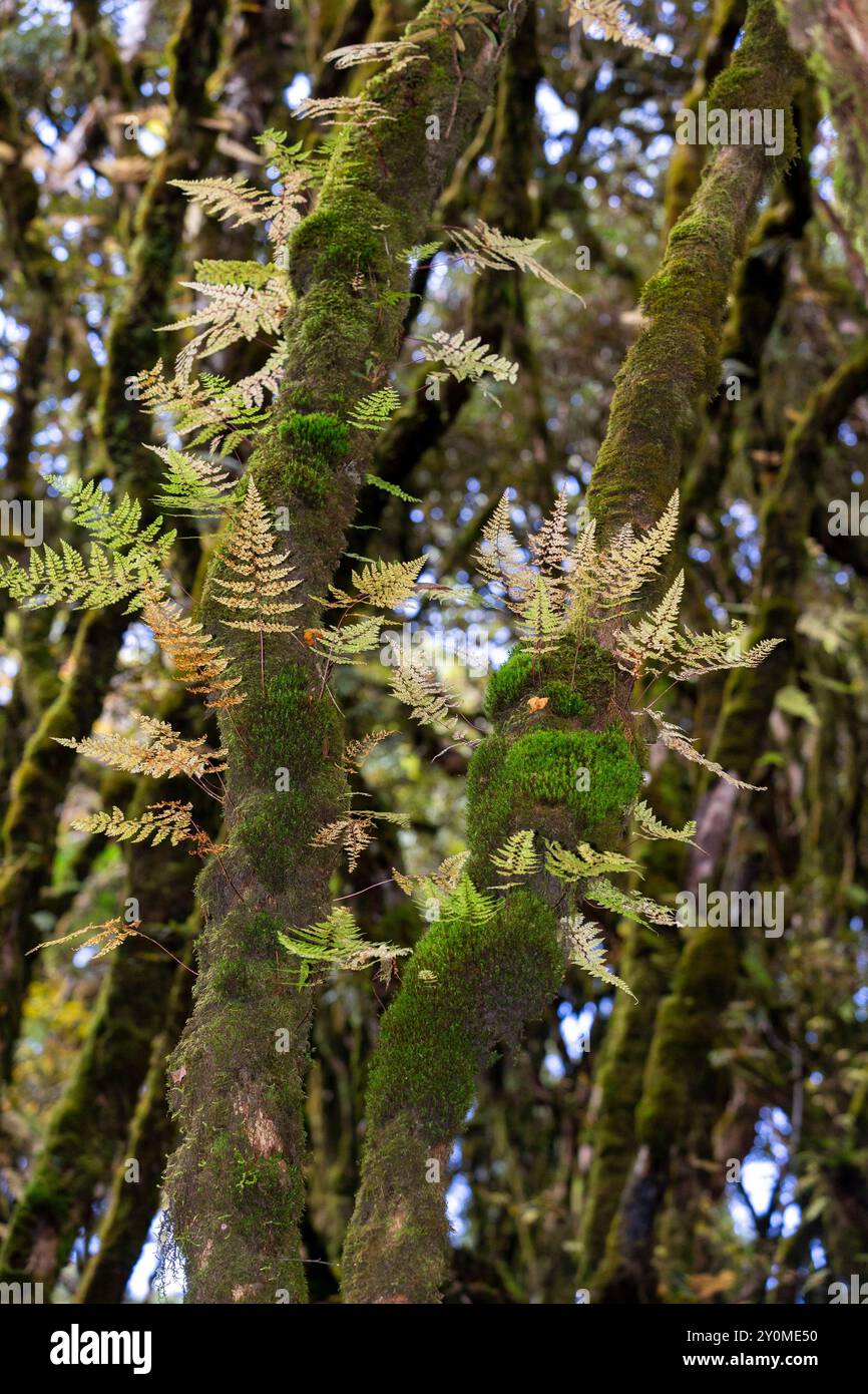 Rhododendron trees covered with moss and ferns along Lungchutse hike ...