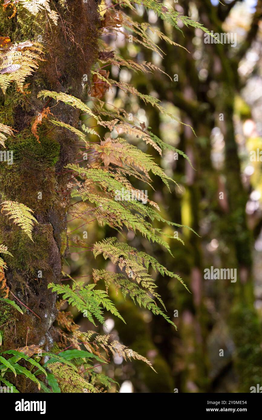 Rhododendron trees covered with moss and ferns along Lungchutse hike ...