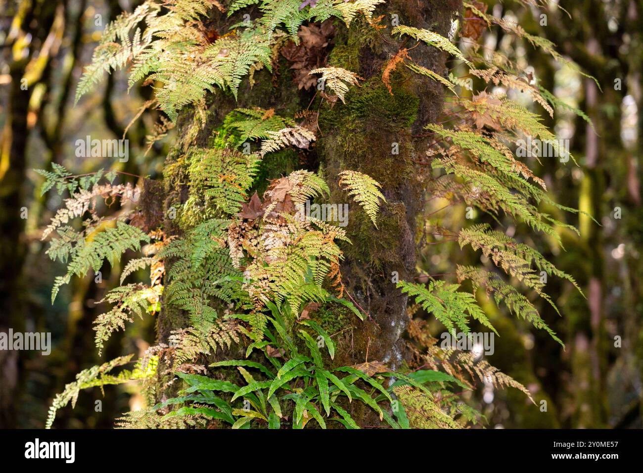 Rhododendron trees covered with moss and ferns along Lungchutse hike ...
