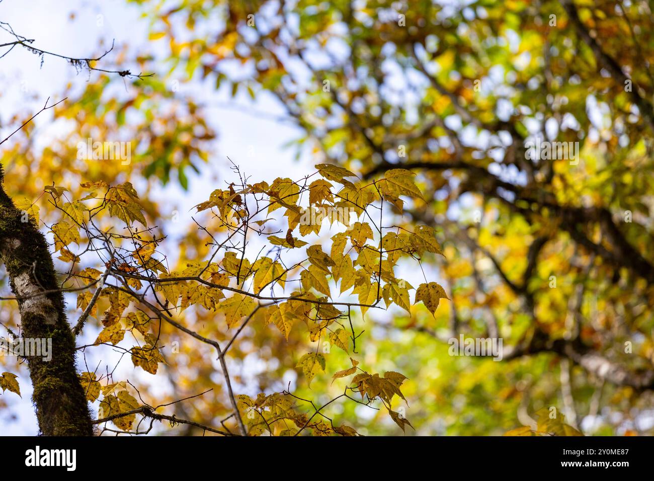 Native trees with vibrant yellow and orange autumn leaves line the ...