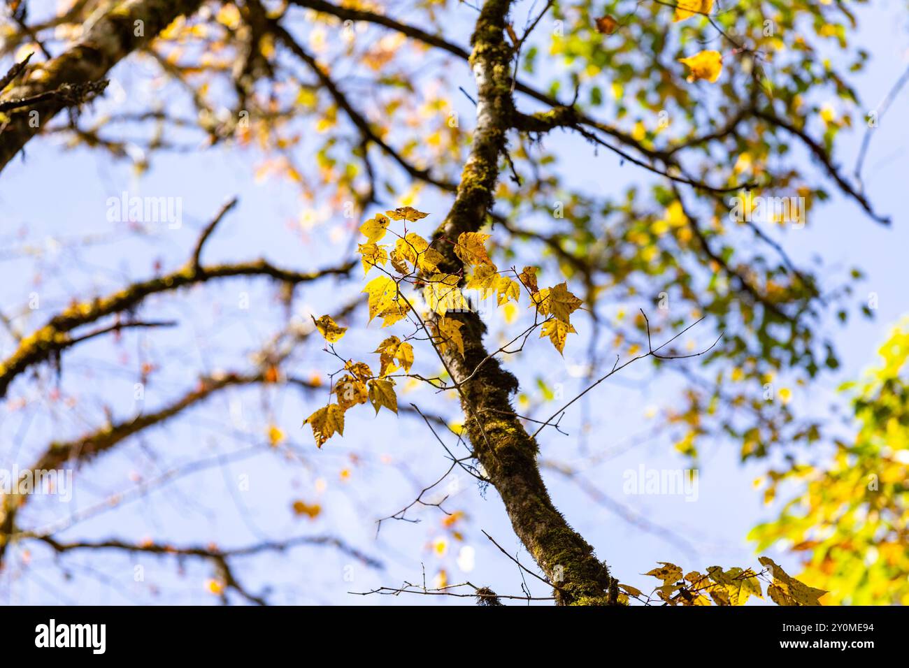 Native trees with vibrant yellow and orange autumn leaves line the ...