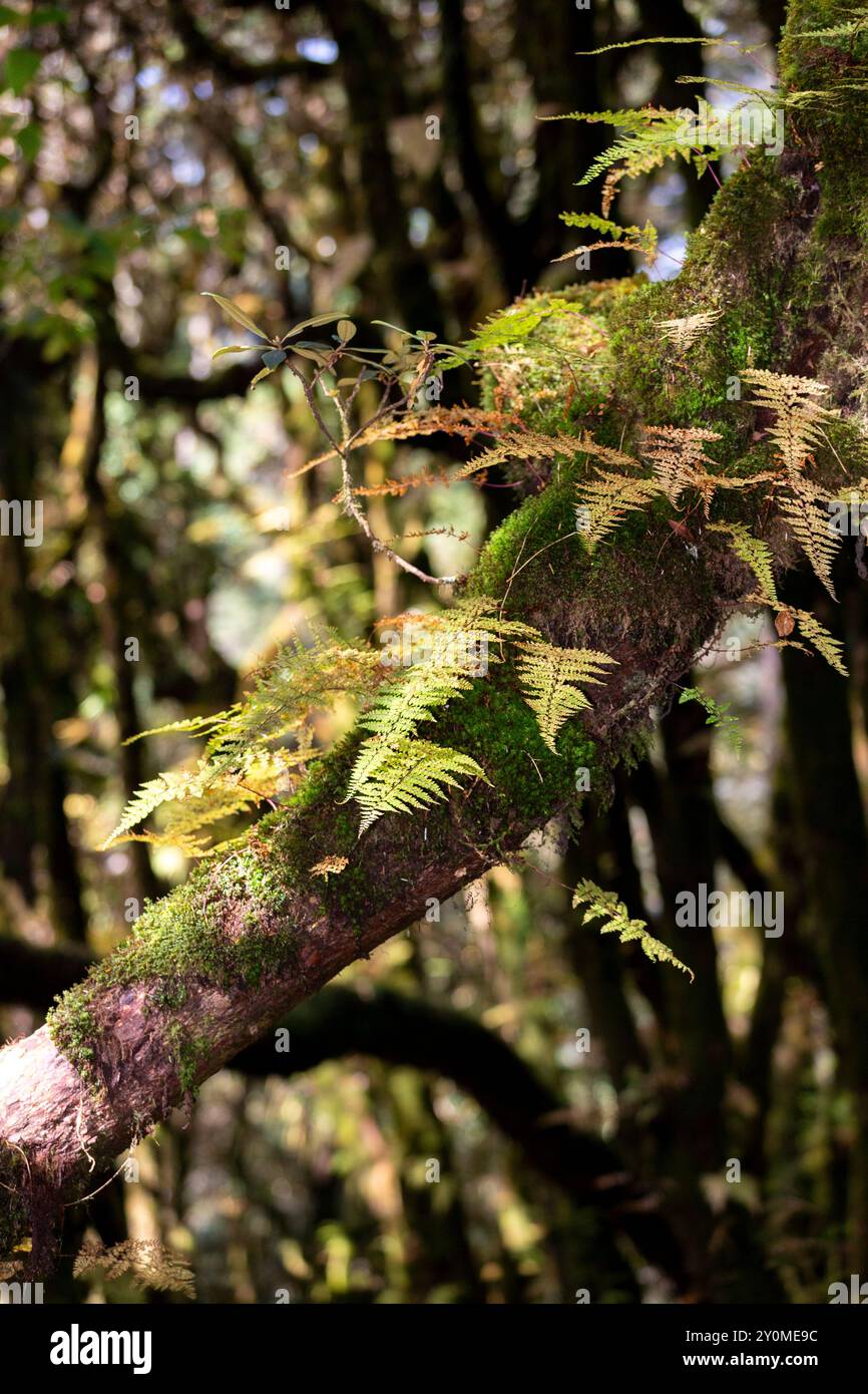 Rhododendron trees covered with moss and ferns along Lungchutse hike ...