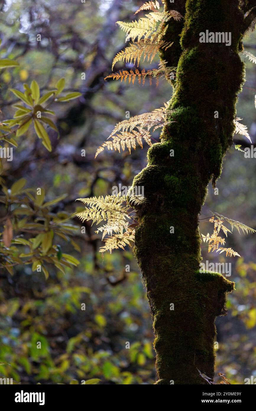 Rhododendron trees covered with moss and ferns along Lungchutse hike ...
