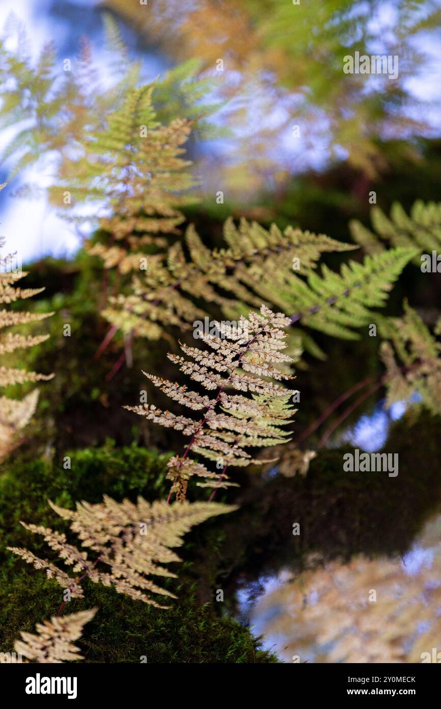Rhododendron trees covered with moss and ferns along Lungchutse hike ...