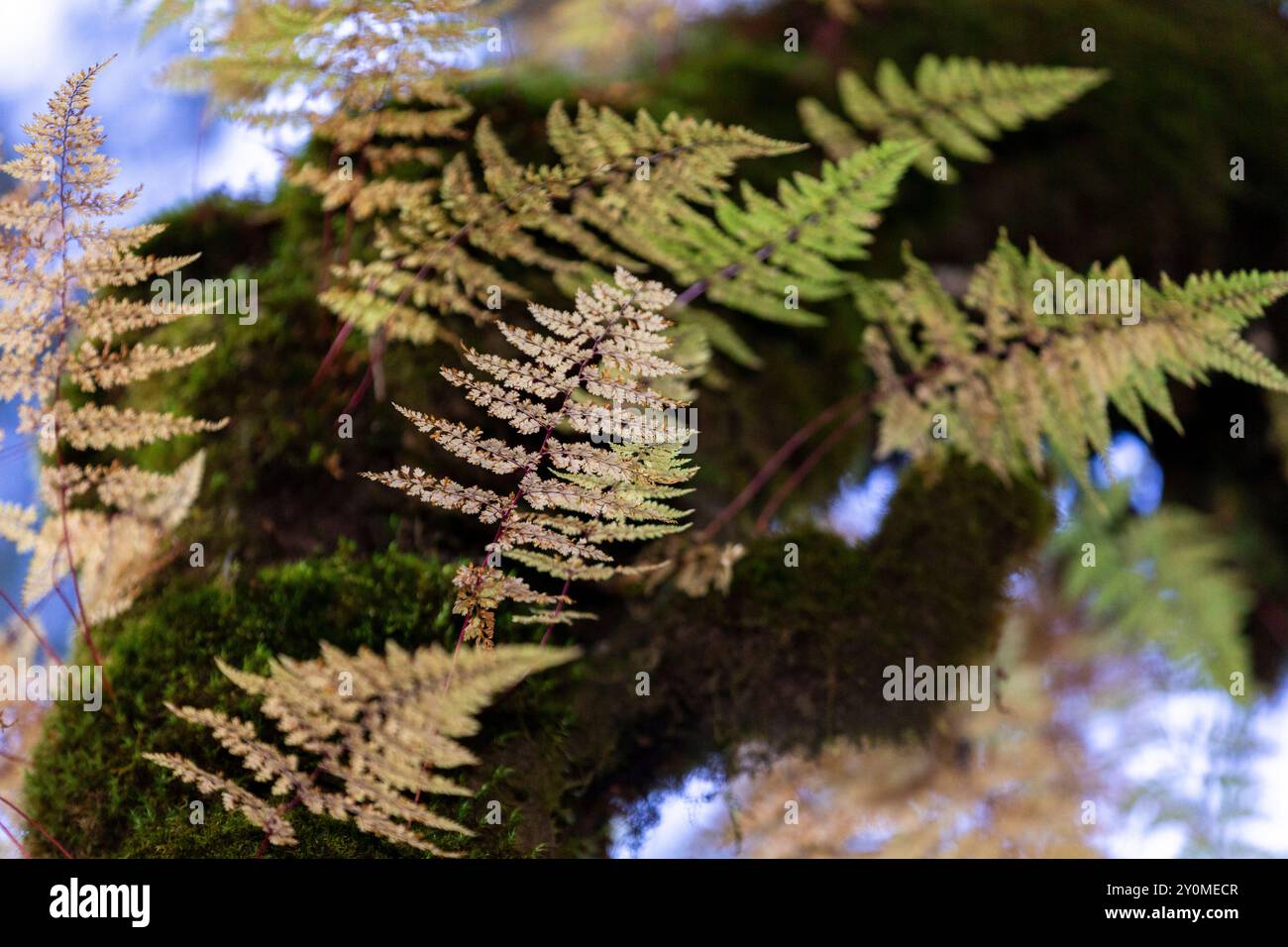 Rhododendron trees covered with moss and ferns along Lungchutse hike ...