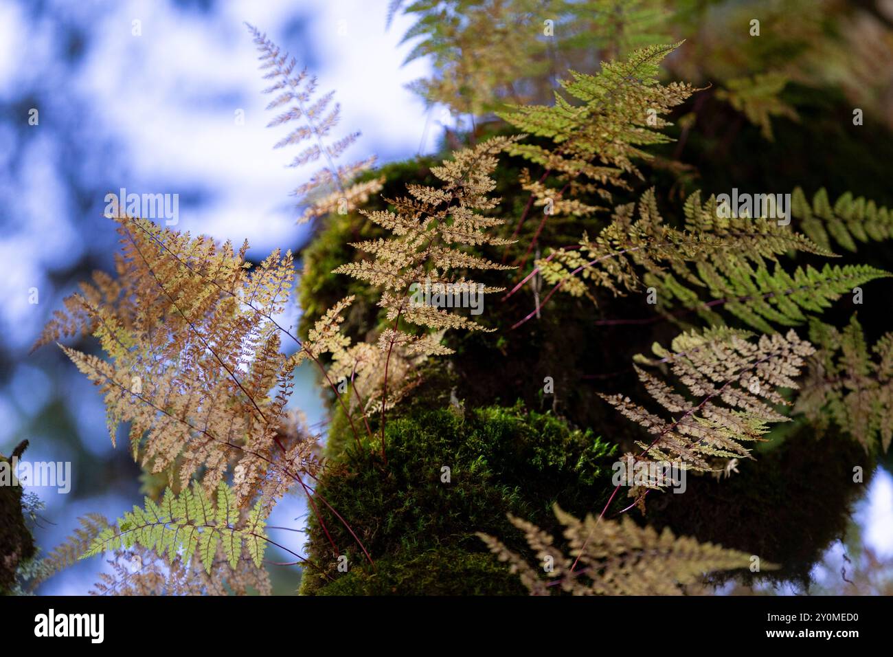 Rhododendron trees covered with moss and ferns along Lungchutse hike ...