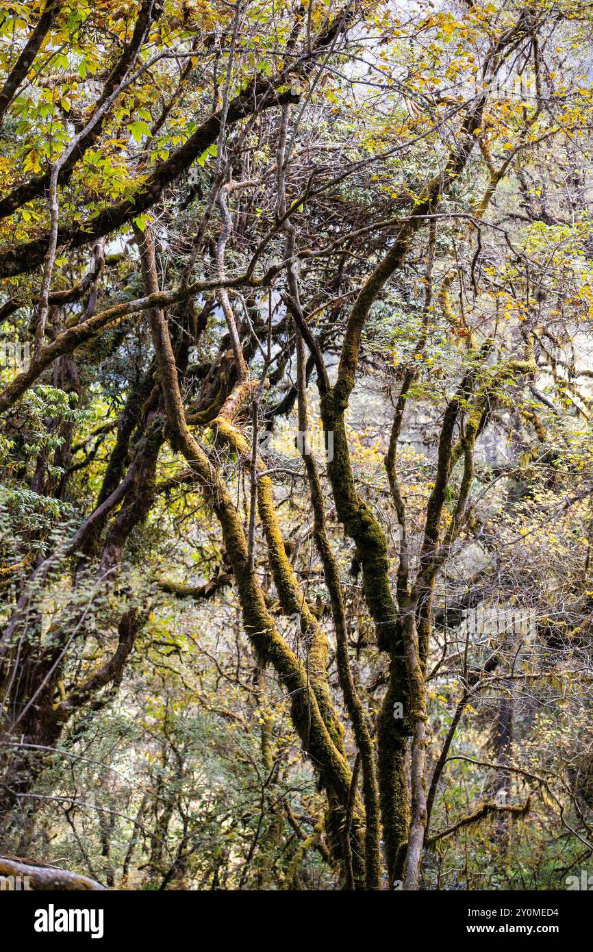 Rhododendron trees covered with moss and ferns along Lungchutse hike ...