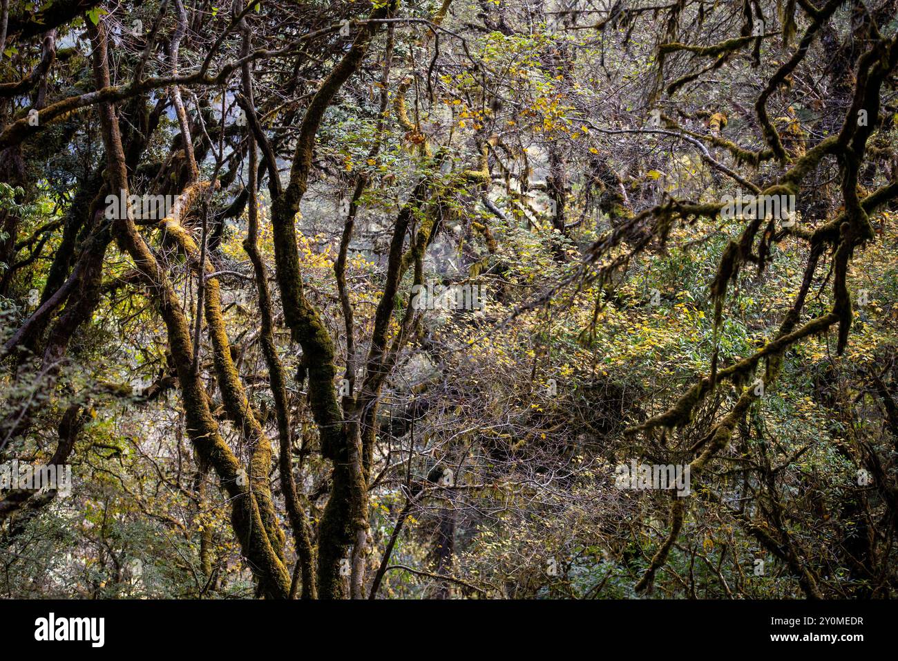 Rhododendron trees covered with moss and ferns along Lungchutse hike ...