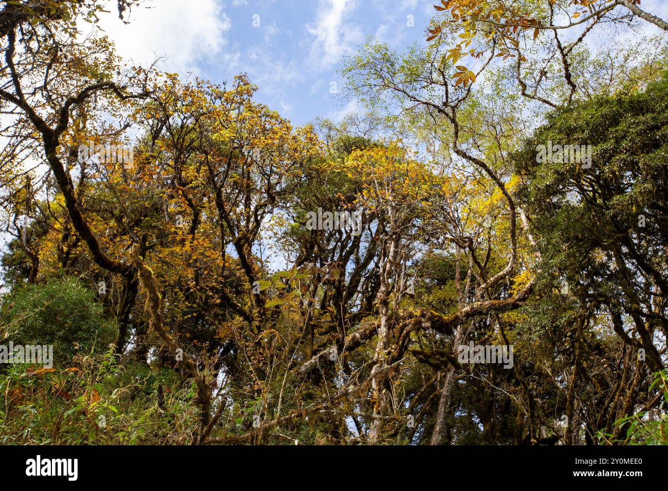 Native trees with vibrant yellow and orange autumn leaves line the ...