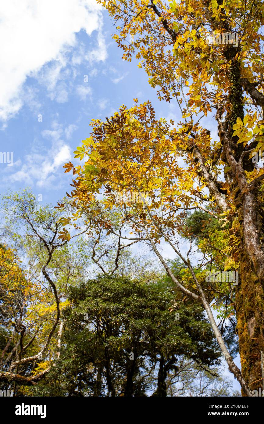 Native trees with vibrant yellow and orange autumn leaves line the ...