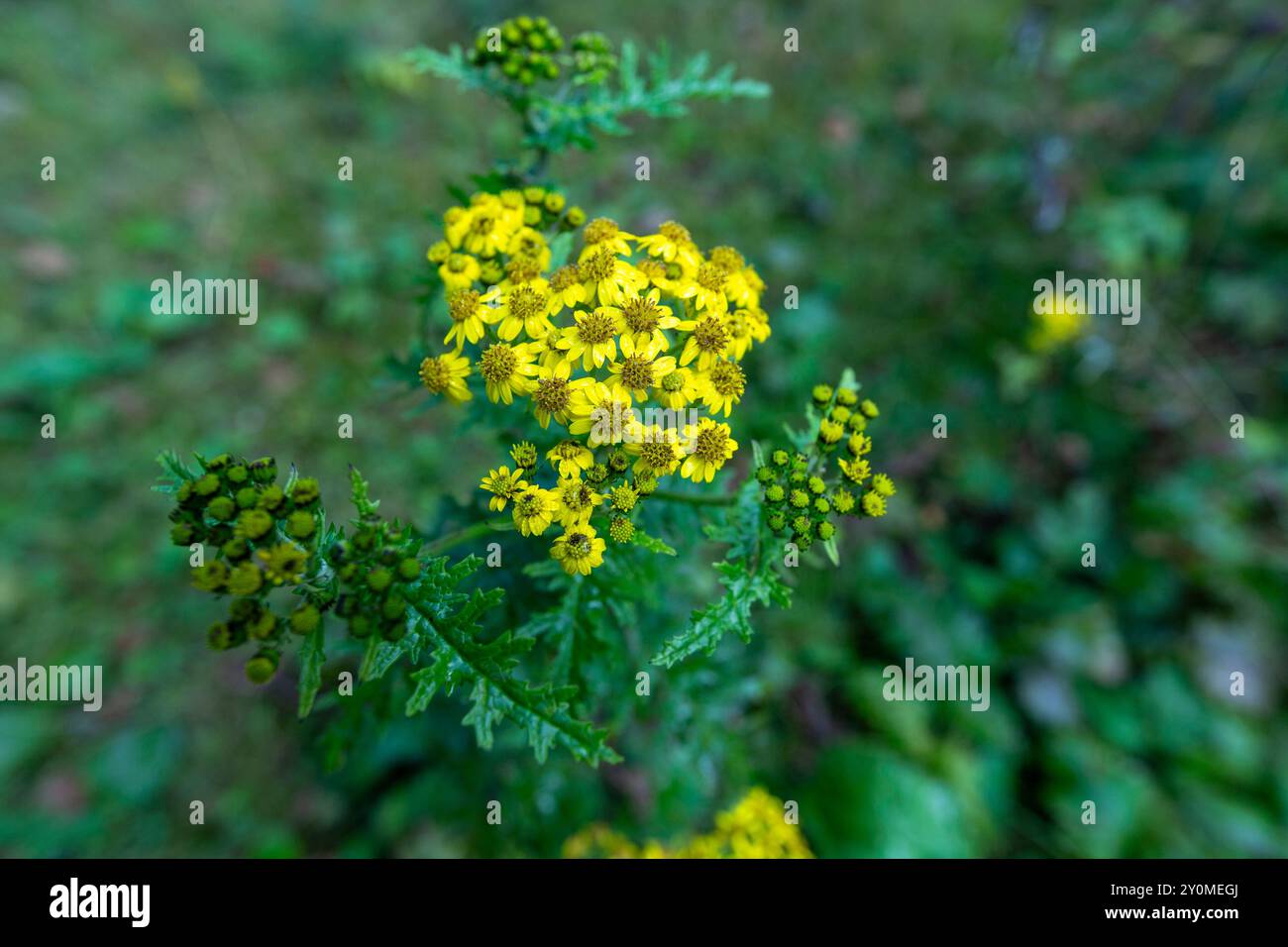 Bright yellow flowers of Senecio laetus, a plant native to Bhutan ...