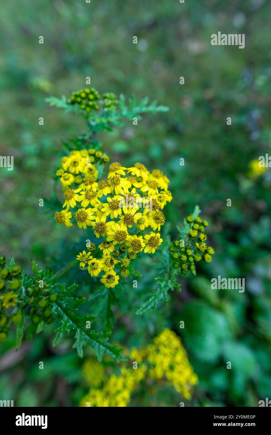 Bright yellow flowers of Senecio laetus, a plant native to Bhutan ...