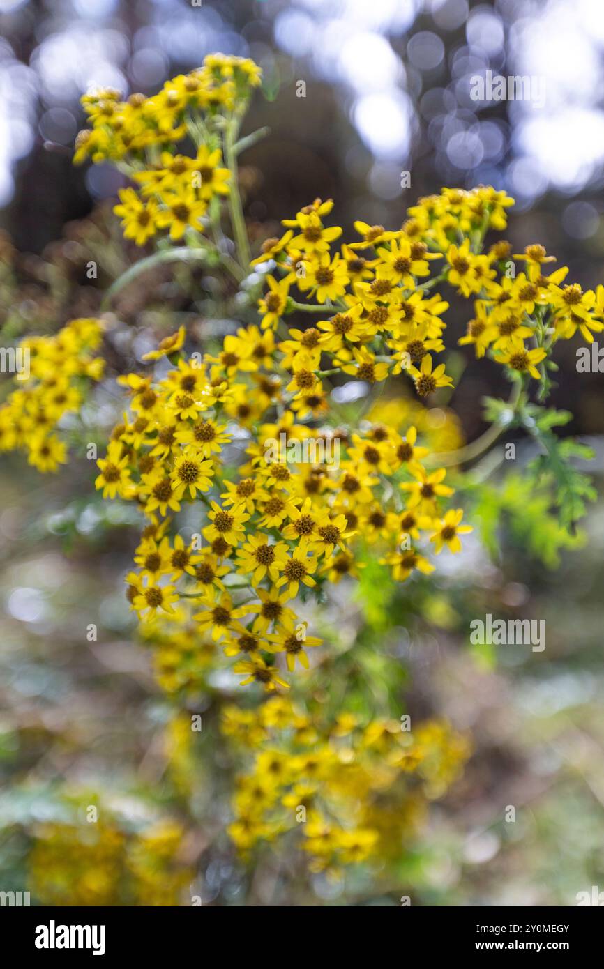 Bright yellow flowers of Senecio laetus, a plant native to Bhutan ...