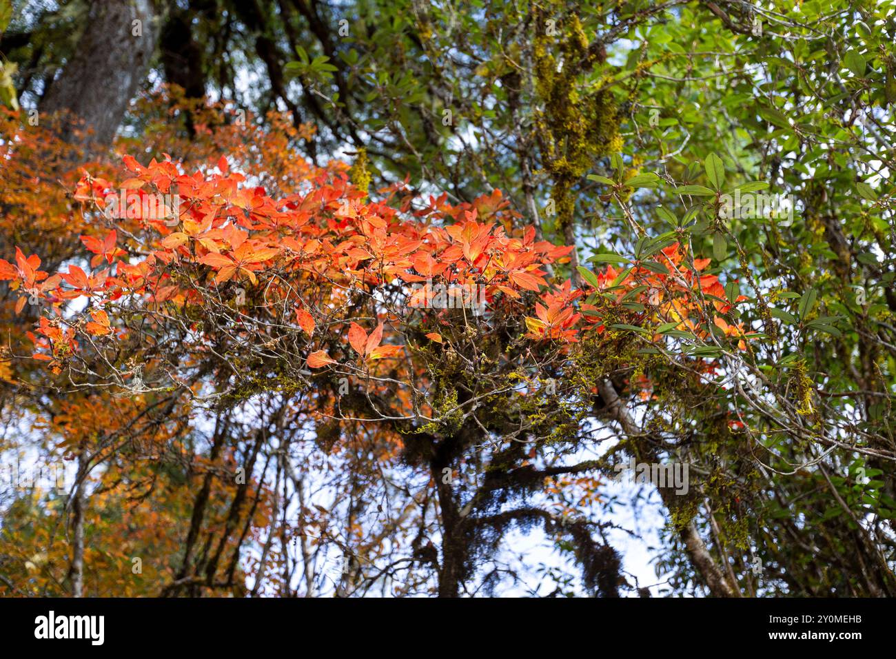 Native trees with vibrant orange autumn leaves line the natural forest ...