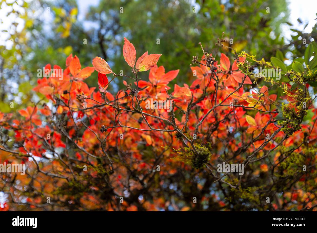 Native trees with vibrant orange autumn leaves line the natural forest ...
