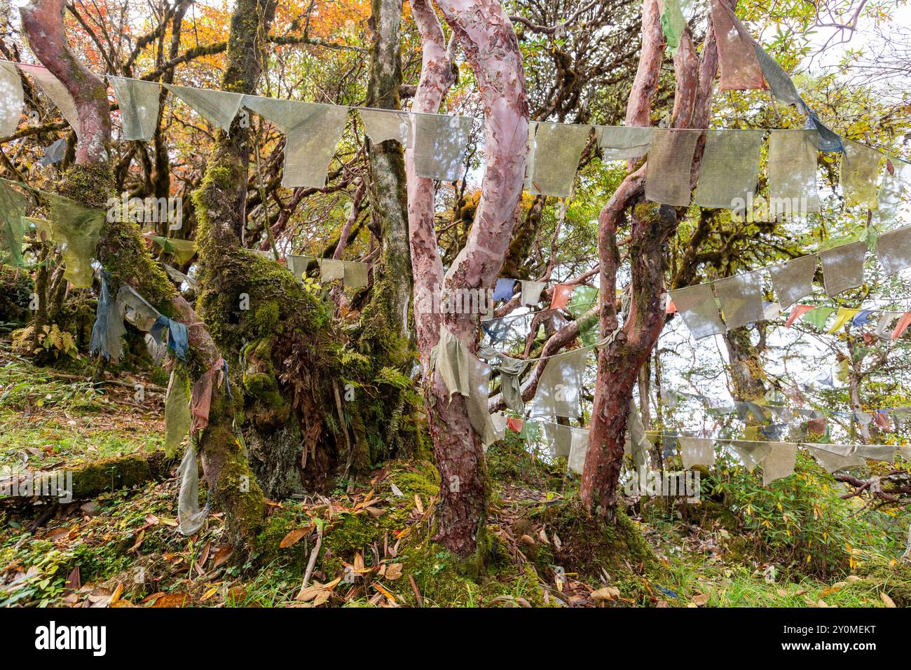 Native trees in natural forest adorned with prayer flags line the ...