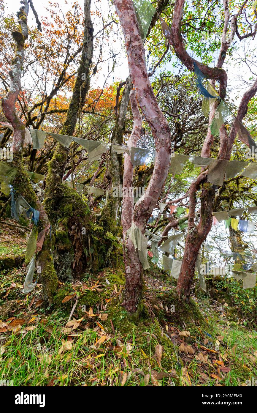 Native trees in natural forest adorned with prayer flags line the ...