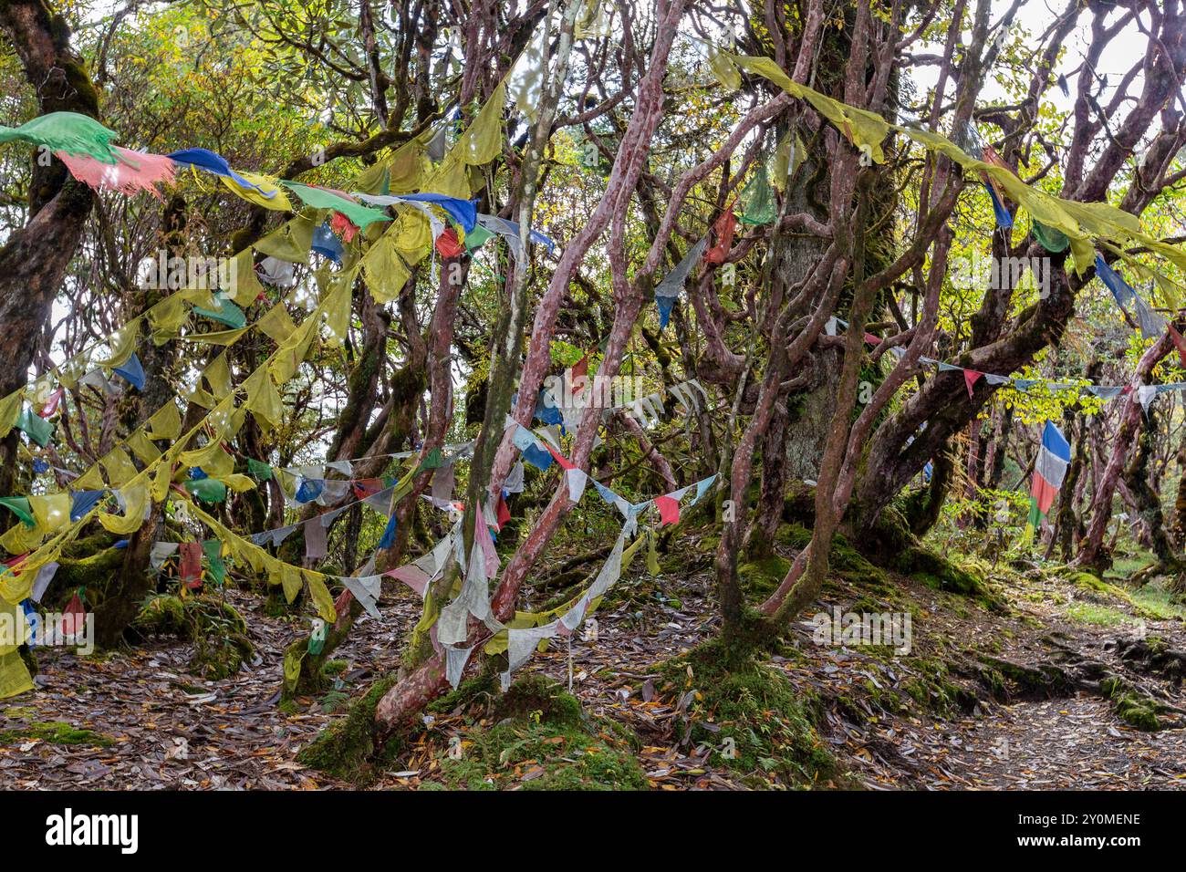 Native trees in natural forest adorned with prayer flags line the ...