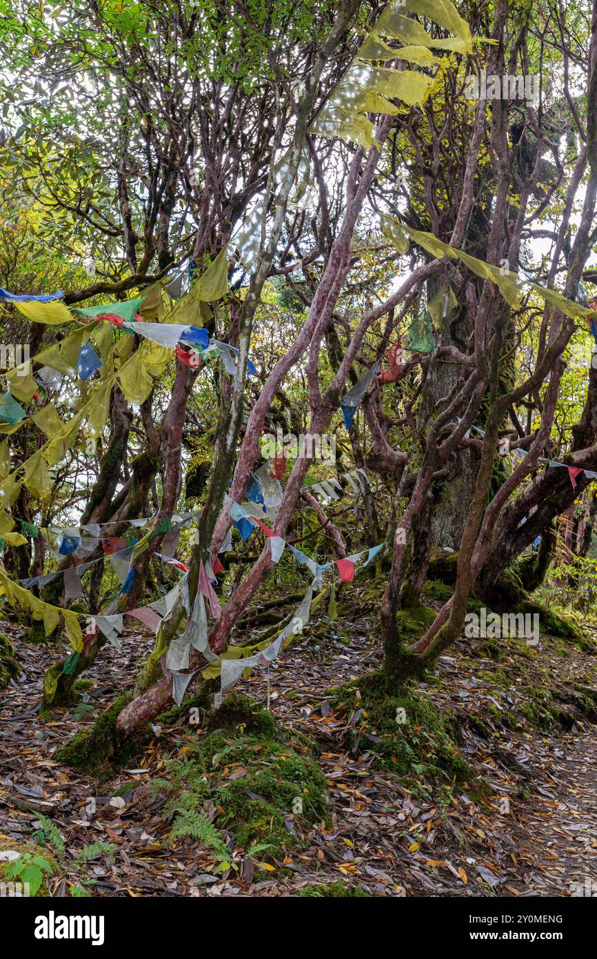 Native trees in natural forest adorned with prayer flags line the ...