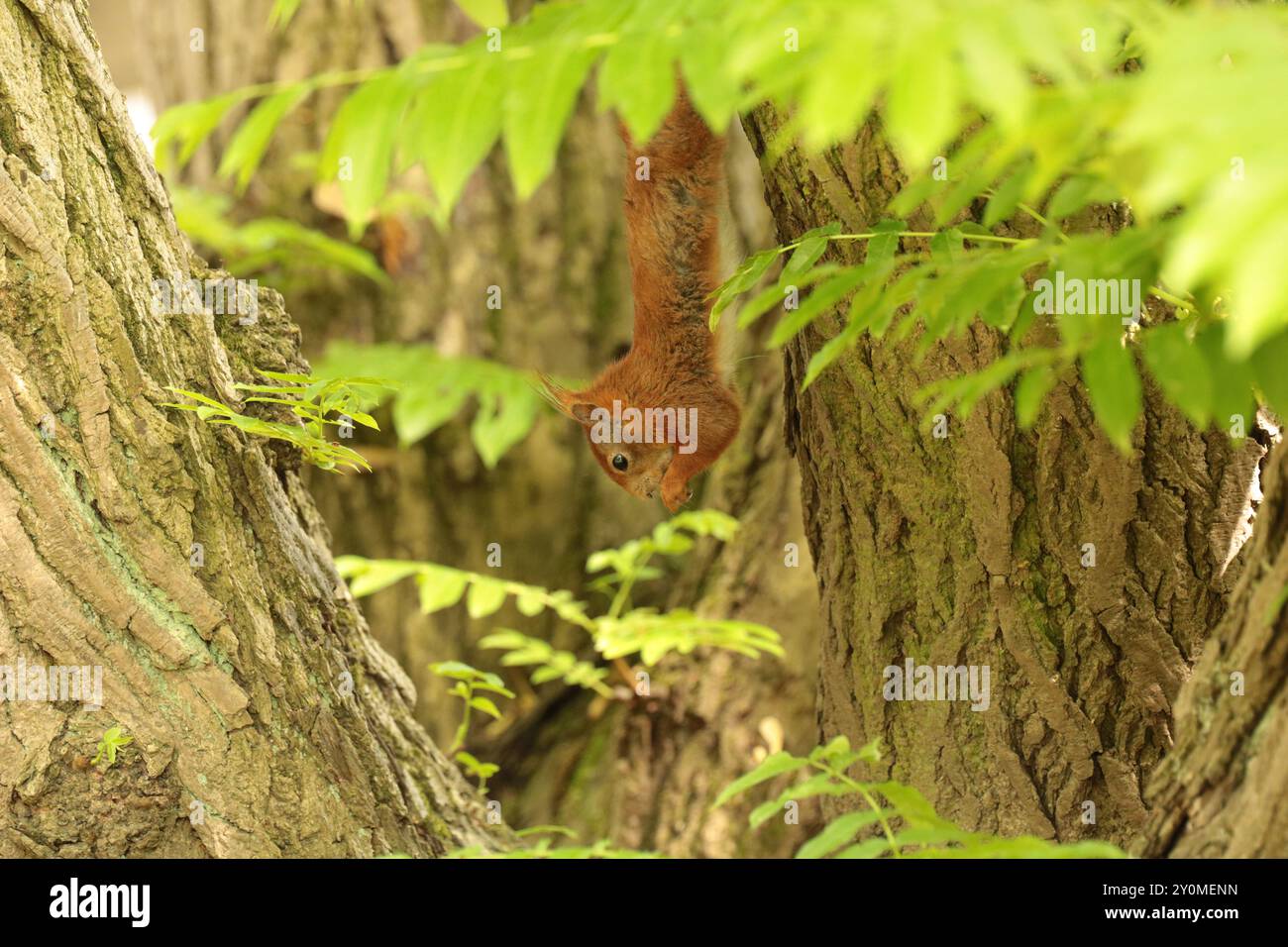 A red squirrel hanging from a branch by its feet ´Mission Impossible ...