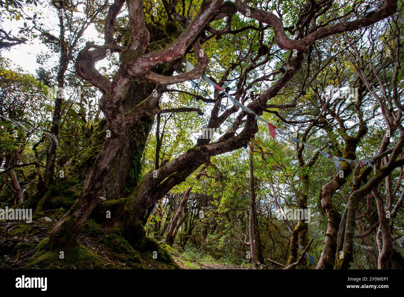 Rhododendron trees covered with moss and ferns along Lungchutse hike ...