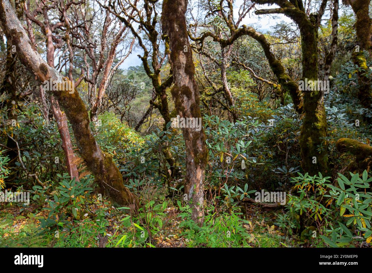 Rhododendron trees covered with moss and ferns along Lungchutse hike ...