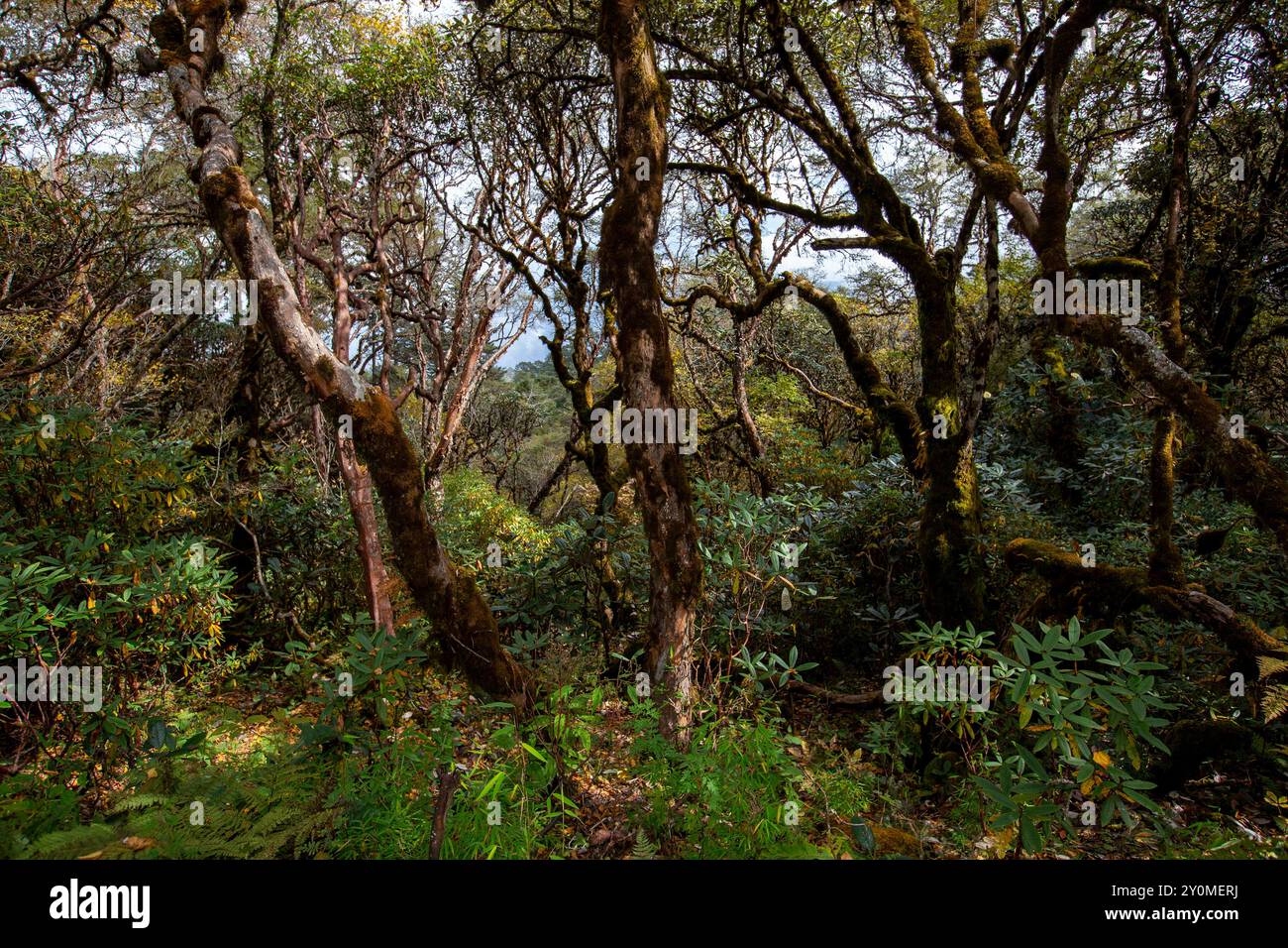 Rhododendron trees covered with moss and ferns along Lungchutse hike ...