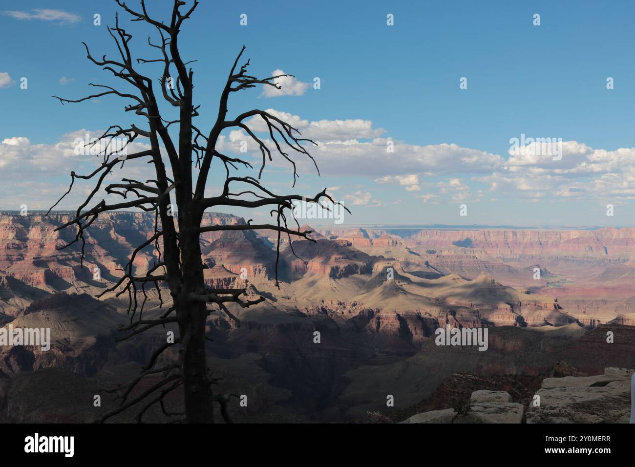 The silhouette of a withered tree in front of the Grand Canyon Stock ...