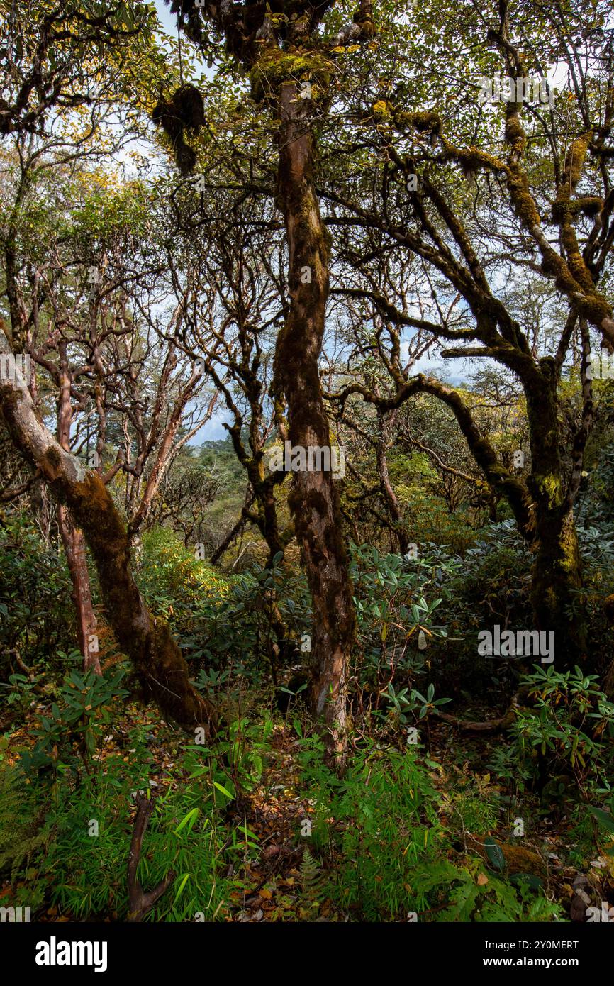 Rhododendron trees covered with moss and ferns along Lungchutse hike ...