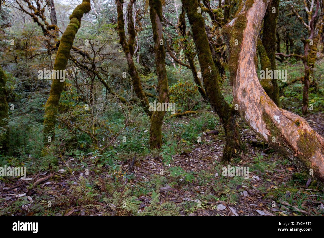 Rhododendron trees covered with moss and ferns along Lungchutse hike ...