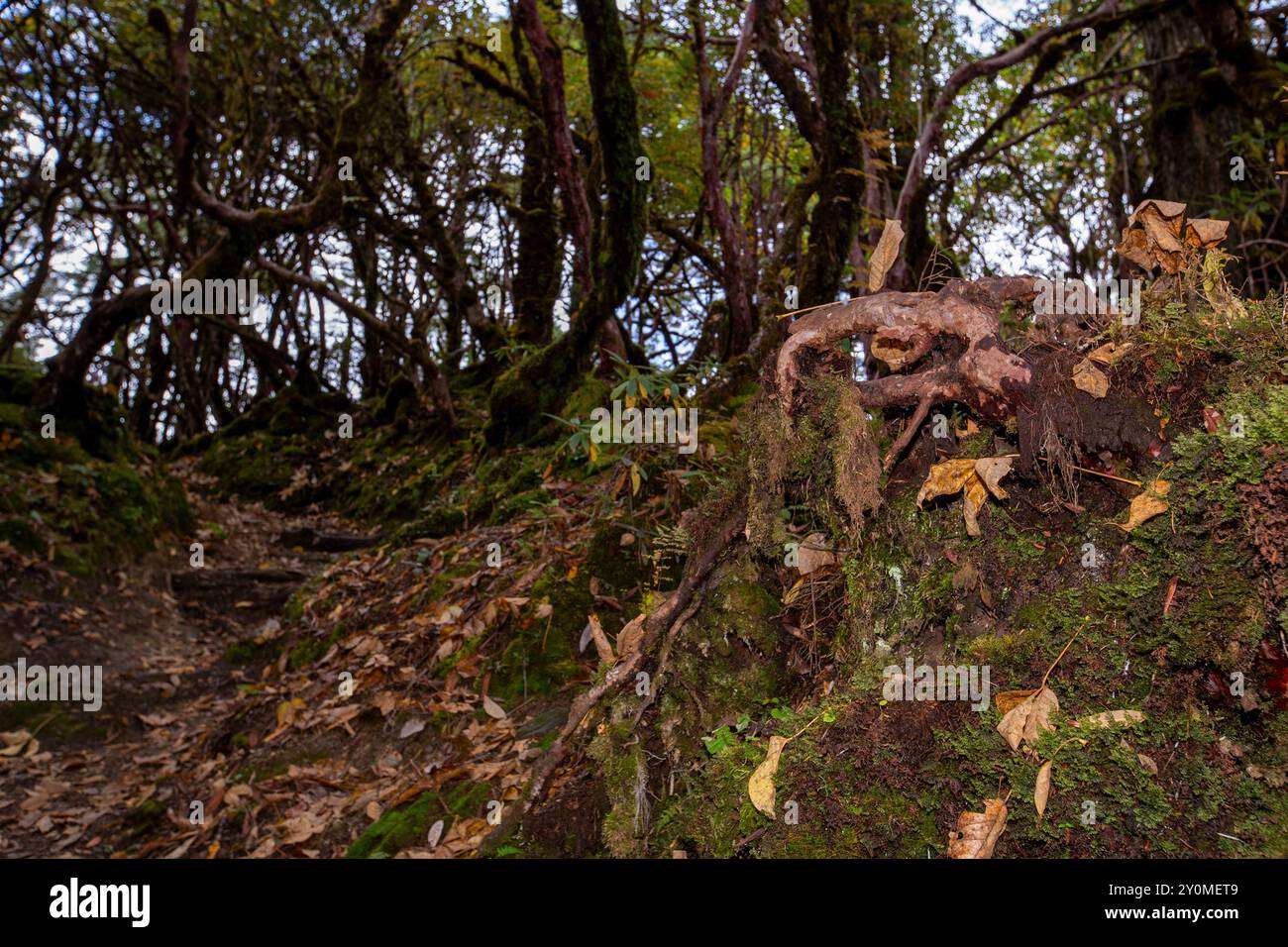 Rhododendron trees covered with moss and ferns along Lungchutse hike ...