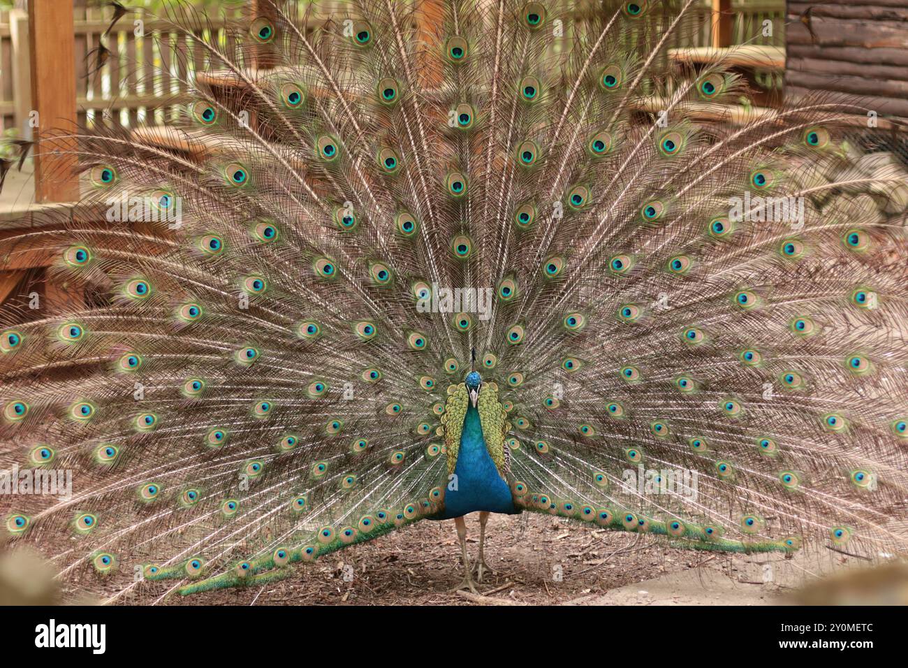 Brave peacock hi-res stock photography and images - Alamy