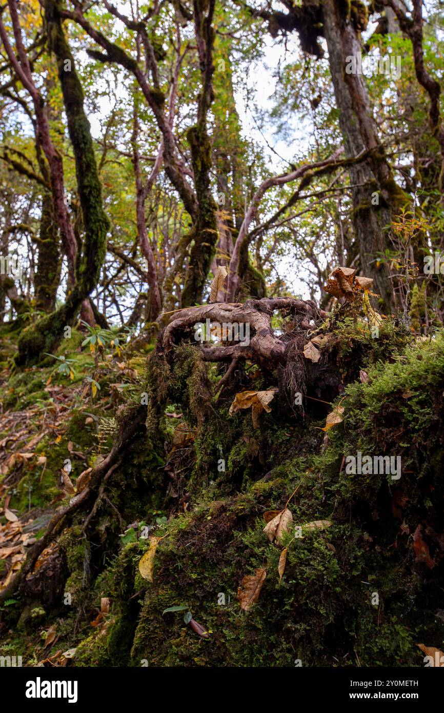Rhododendron trees covered with moss and ferns along Lungchutse hike ...