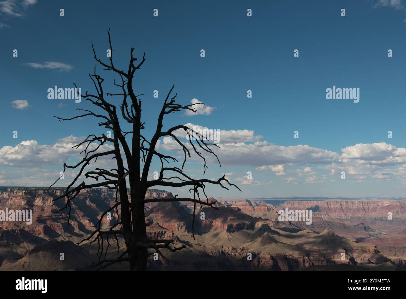 The silhouette of a withered tree in front of the Grand Canyon Stock ...