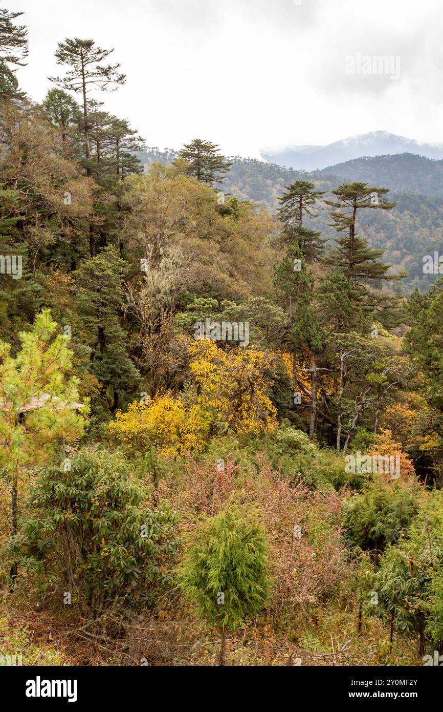 Natural forest of hemlock, fir, Araucaria and Rhododendrons in the ...