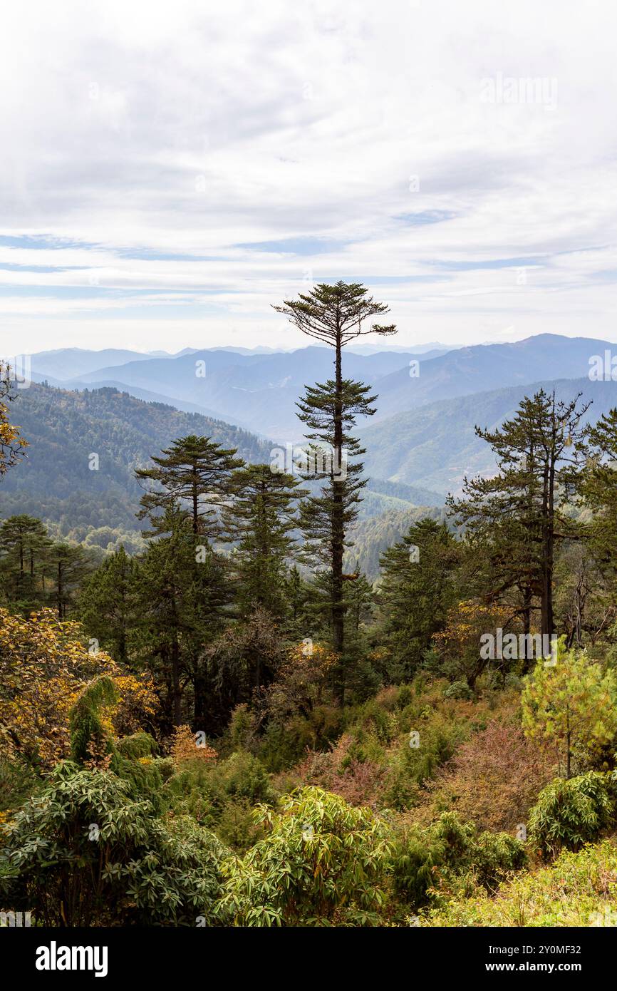 Natural forest of hemlock, fir, Araucaria and Rhododendrons in the ...