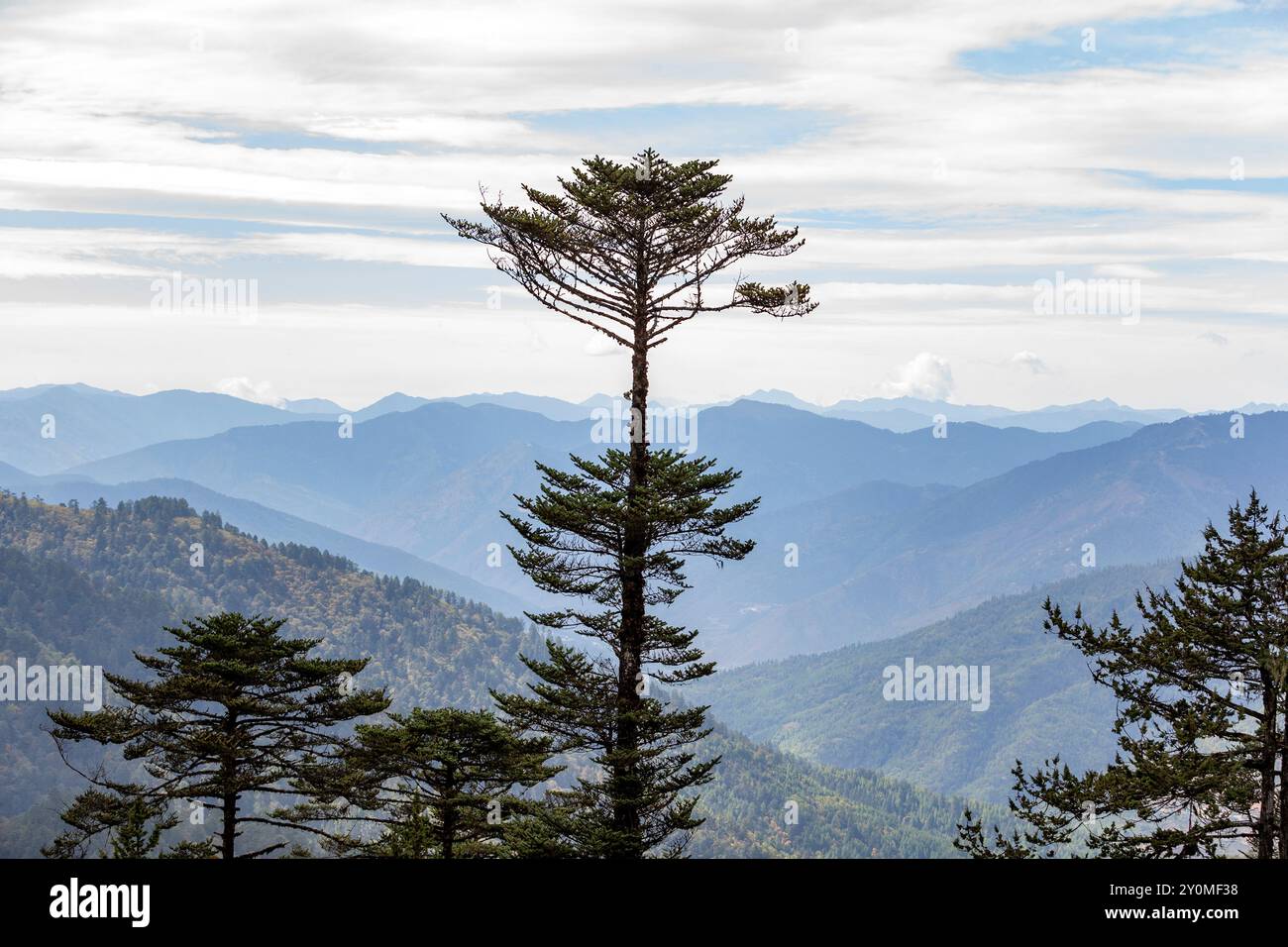 Bhutan fir (Abies densa) growing naturally along Lungchutse hike in ...