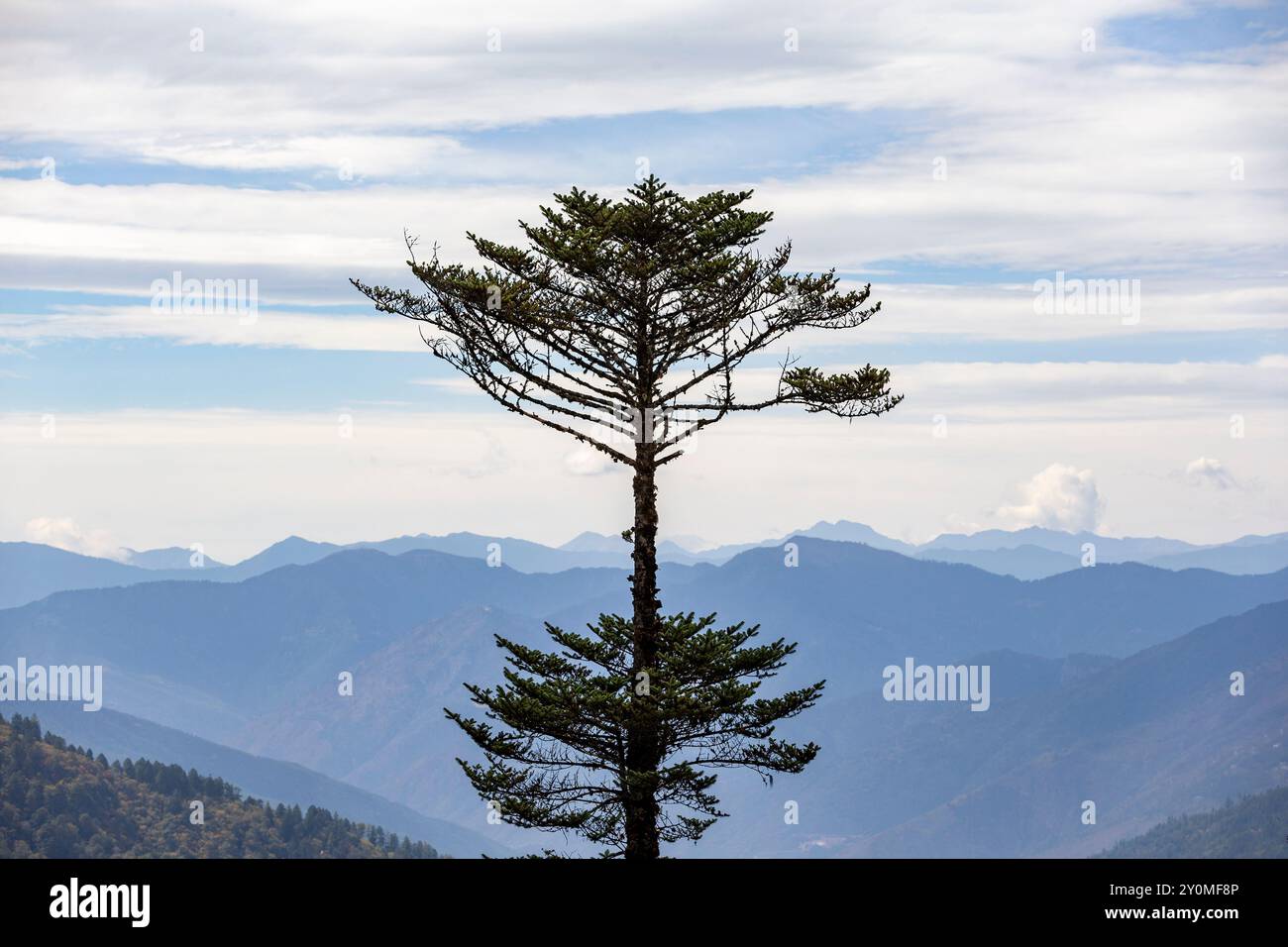 Bhutan fir (Abies densa) growing naturally along Lungchutse hike in ...