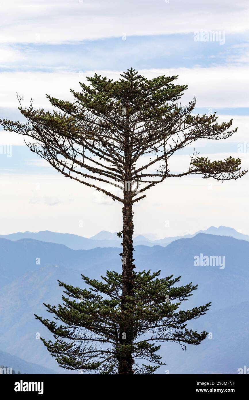 Bhutan fir (Abies densa) growing naturally along Lungchutse hike in ...