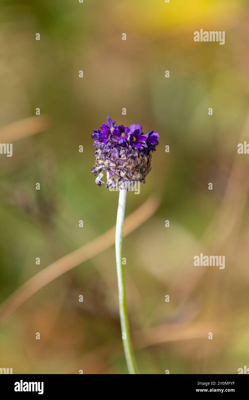 Himalayan primrose or Asiatic primrose (Primula capitata) flower ...