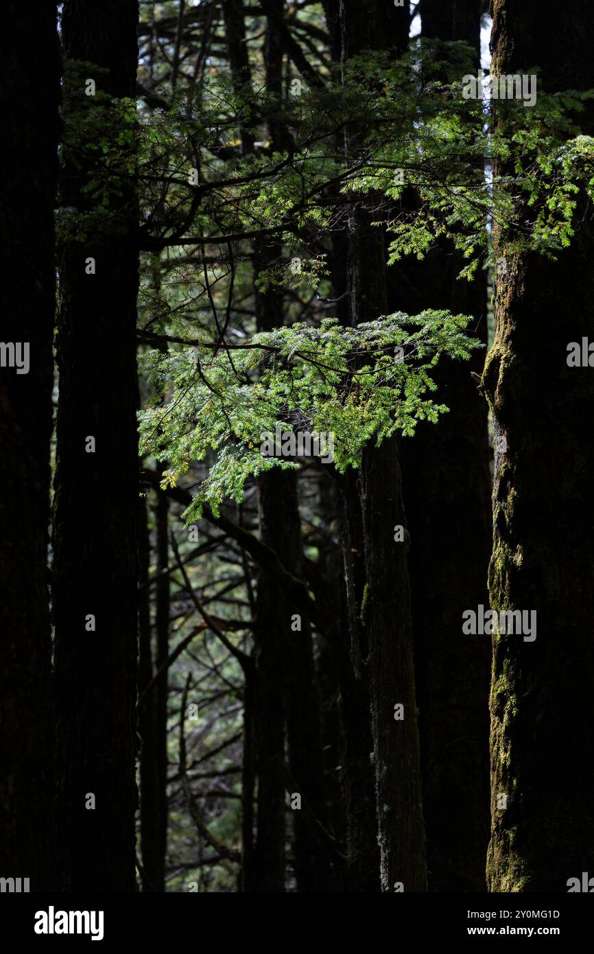 Bhutan fir (Abies densa) growing naturally along Lungchutse hike in ...