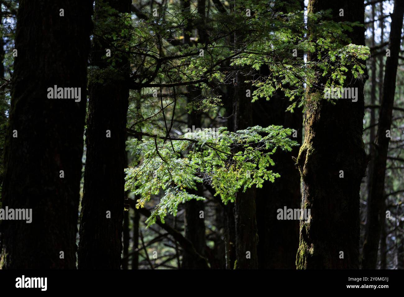 Bhutan fir (Abies densa) growing naturally along Lungchutse hike in ...