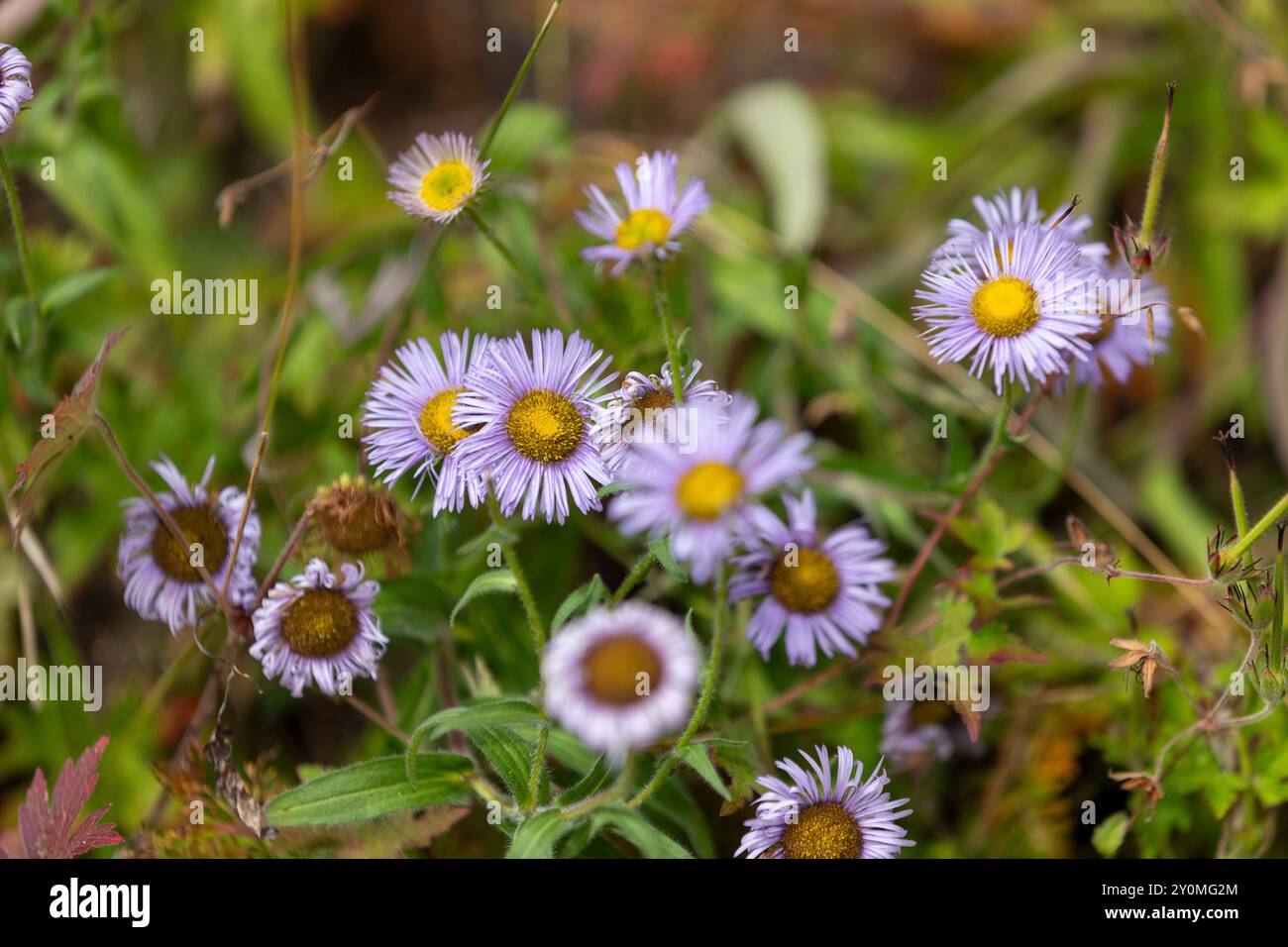 Erigeron multiradiatus (family Asteraceae) growing along Lungchutse ...
