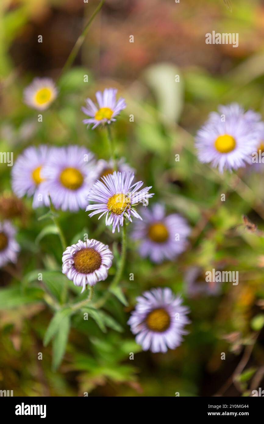 Erigeron multiradiatus (family Asteraceae) growing along Lungchutse ...