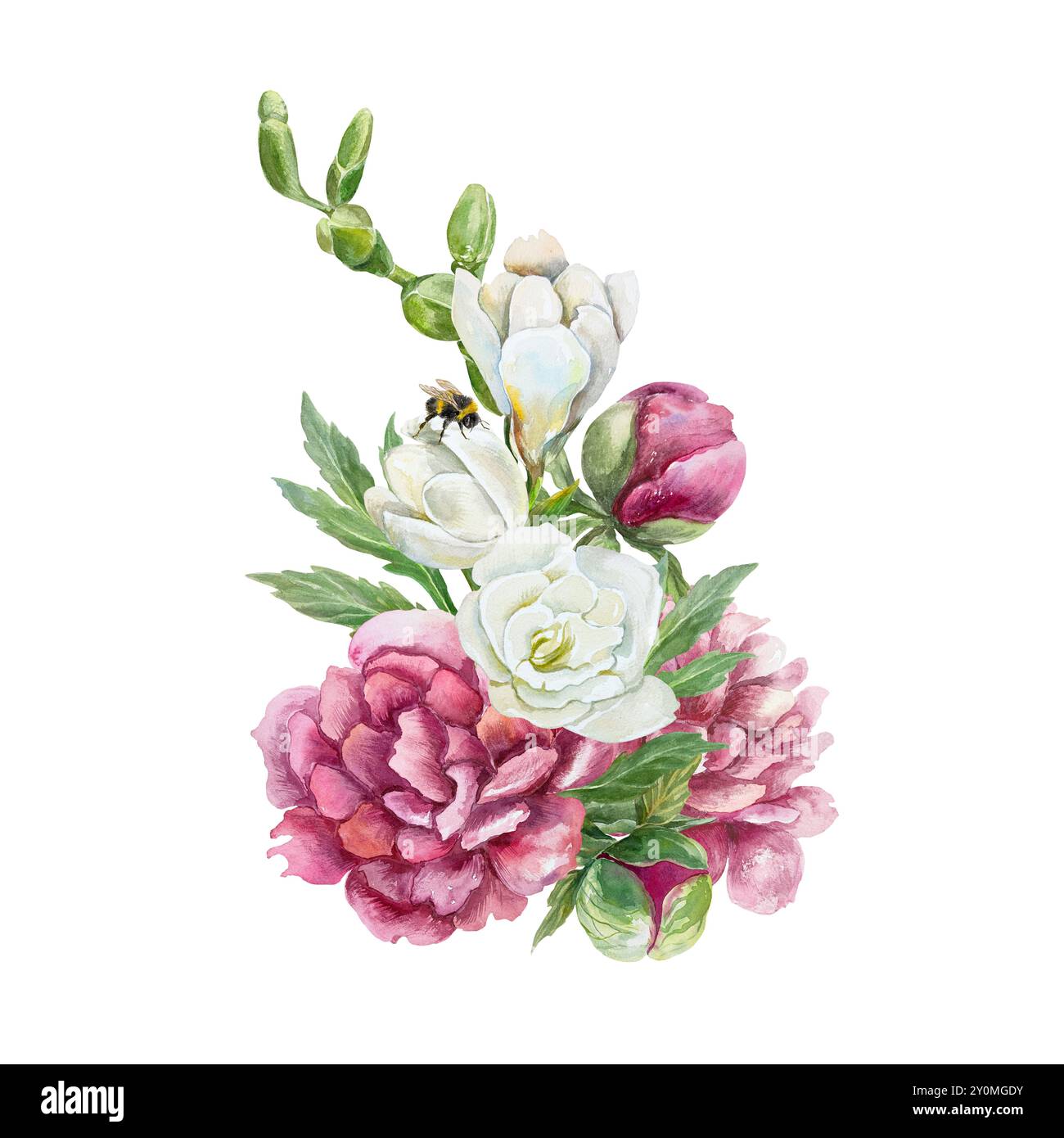Peonies, freesia and bumblebee. Beautiful bouquet of burgundy and white ...