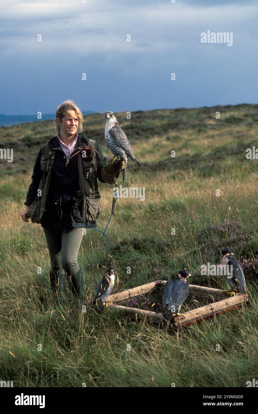 Ford falcon history hi-res stock photography and images - Alamy