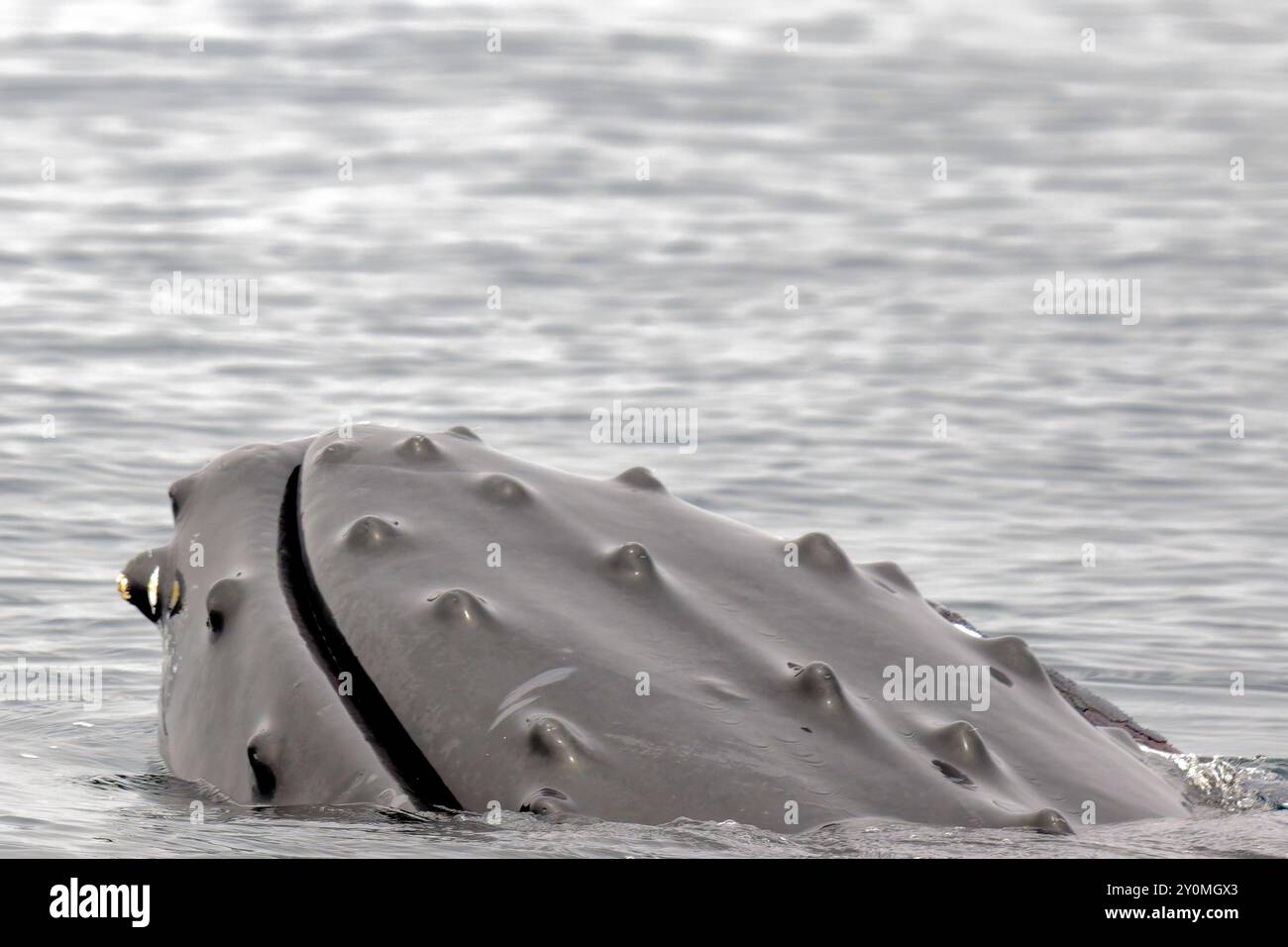 A Humpback whale has tubercles on its head with minute hair on each. It ...