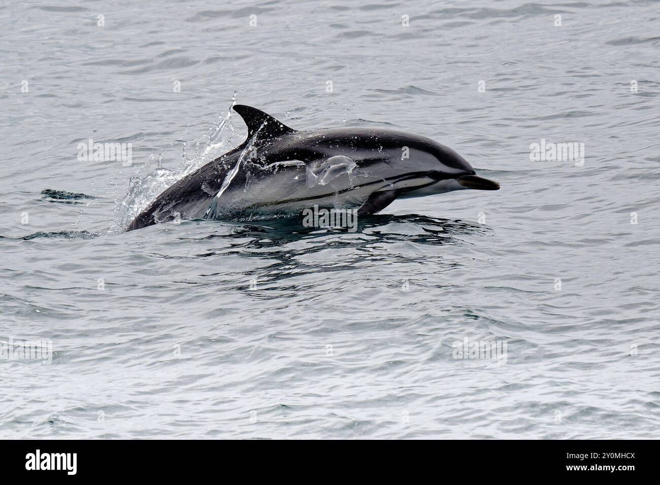 Atlantic white sided dolphins swimming hi-res stock photography and images - Alamy