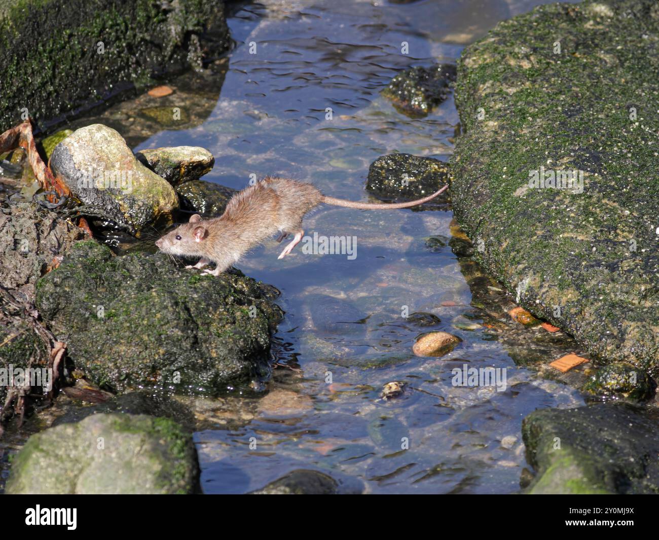 Douro River Rats: well adjusted, ie, good swimmers, fast and well ...